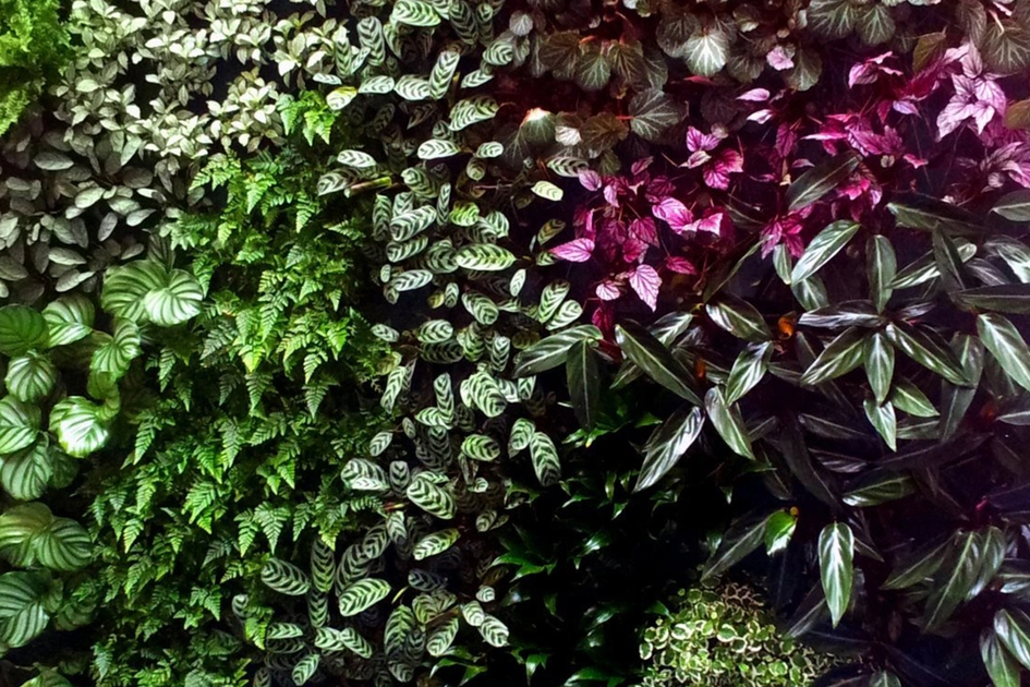 LIVE PANEL VERTICAL GARDEN - Green facades from Freund | Architonic