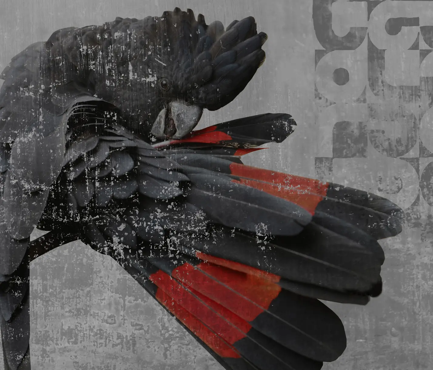 COCKATOO - Wall art / Murals from Wall&decò | Architonic